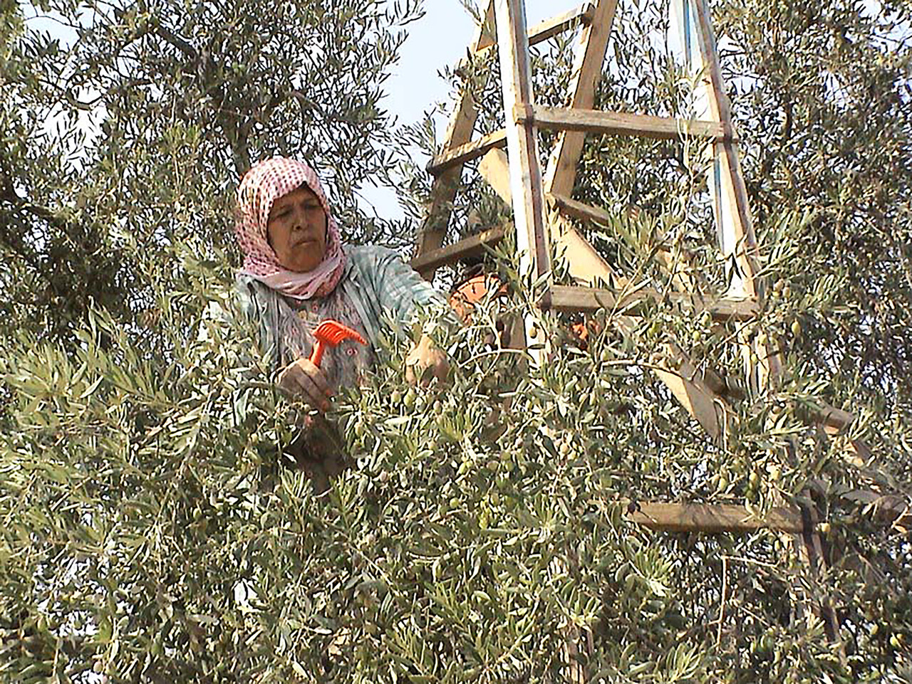 Olive trees in Palestine